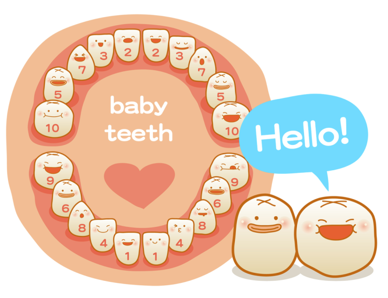 Tooth Timeline | Collegeville Pediatric Dentistry
